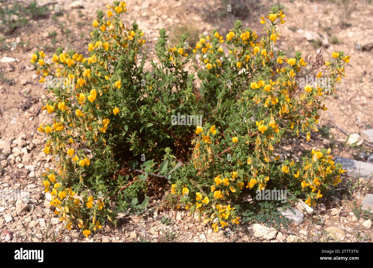 Yellow restharrow (Ononis natrix) is a perennial herb native to ...