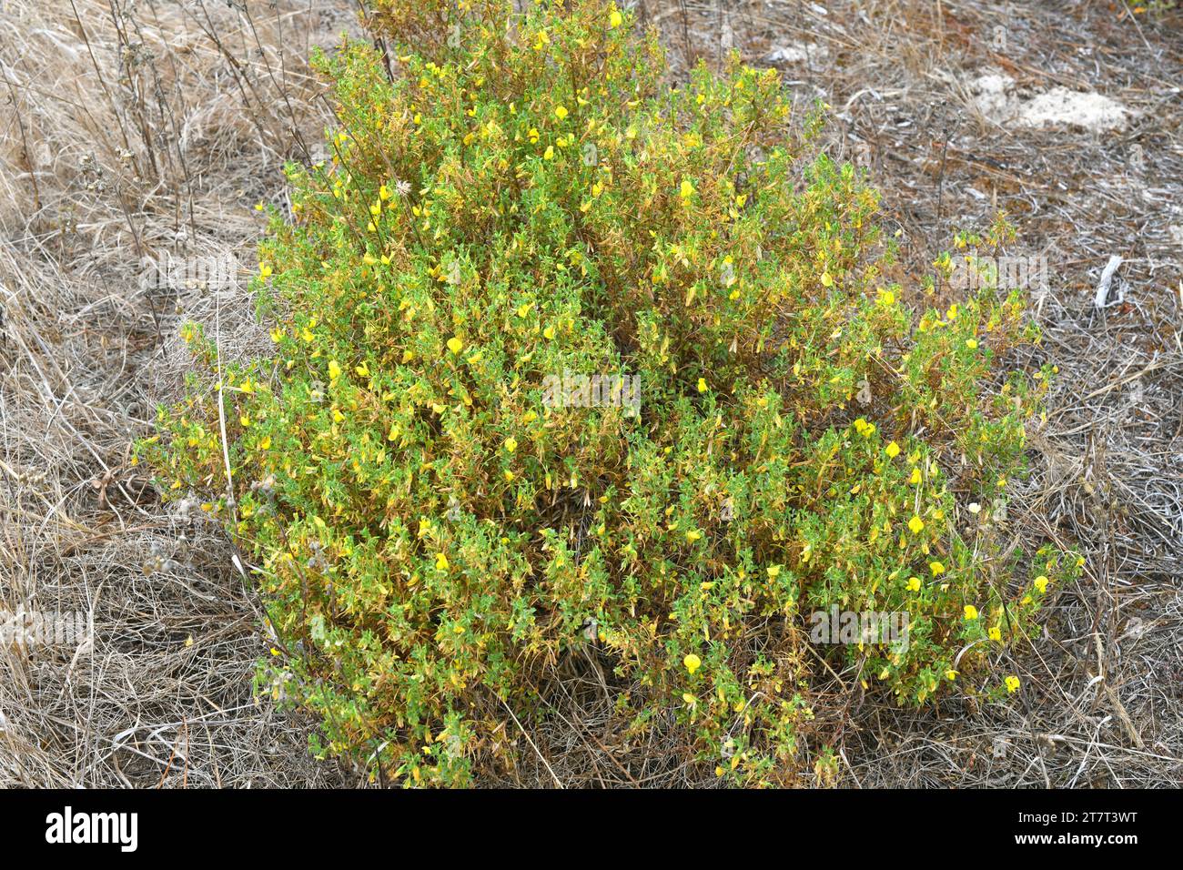 Yellow restharrow (Ononis natrix ramosissima) is a perennial herb ...