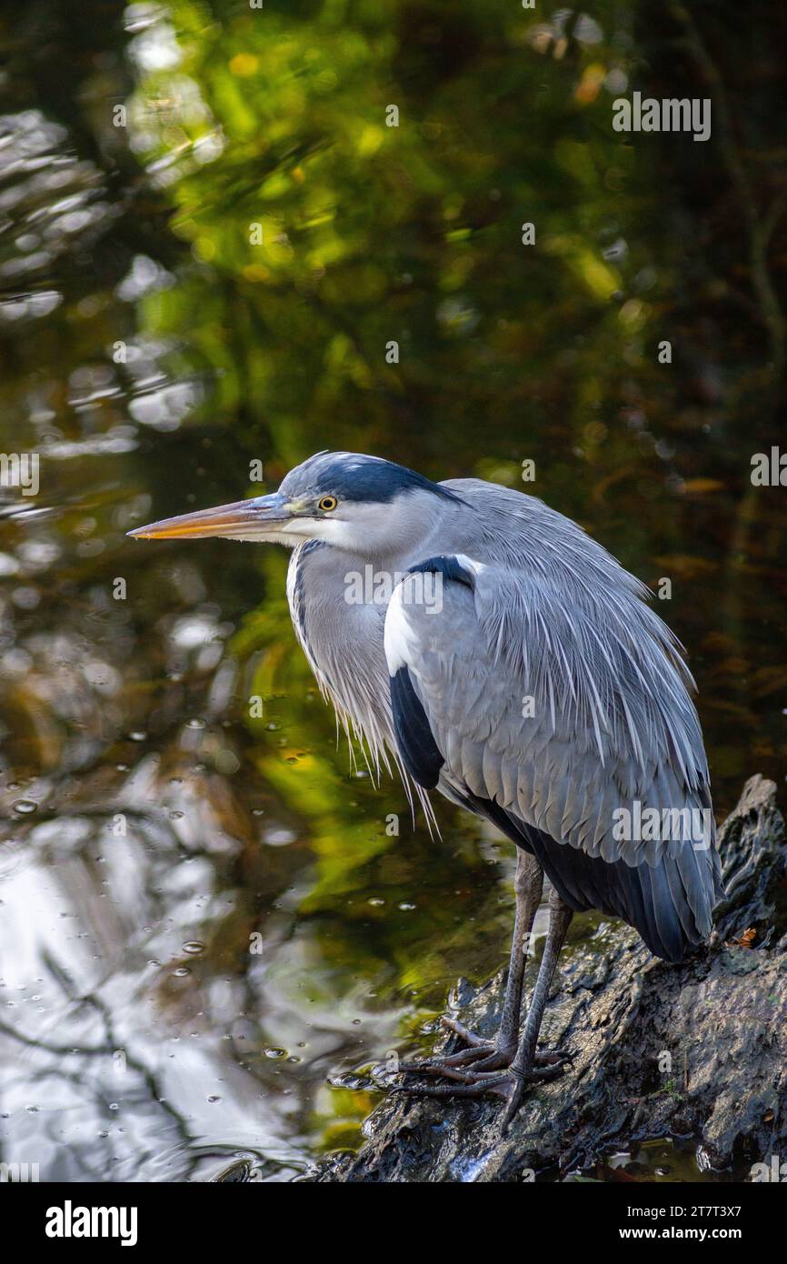 London, UK. 17th Nov, 2023. Chiswick Park in Wintry Sun. Traces of mist ...