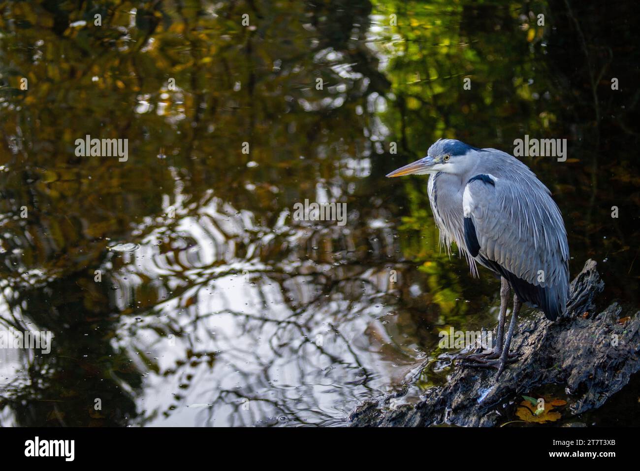 London, UK. 17th Nov, 2023. Chiswick Park in Wintry Sun. Traces of mist ...