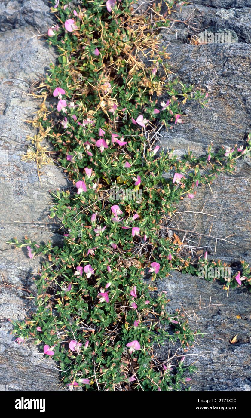 Spiny restharrow (Ononis spinosa) is a medicinal shrub native to Europe ...