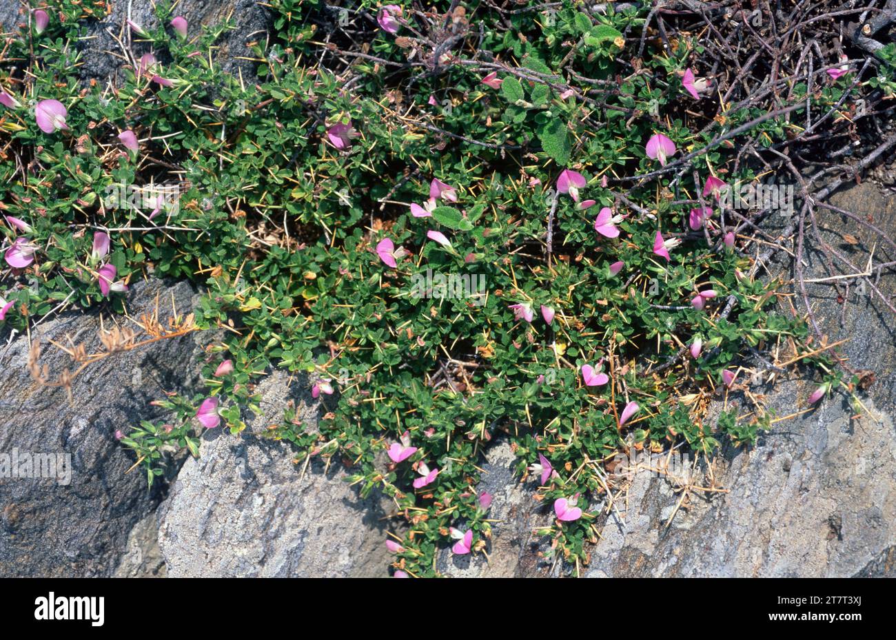Spiny restharrow (Ononis spinosa) is a medicinal shrub native to Europe ...