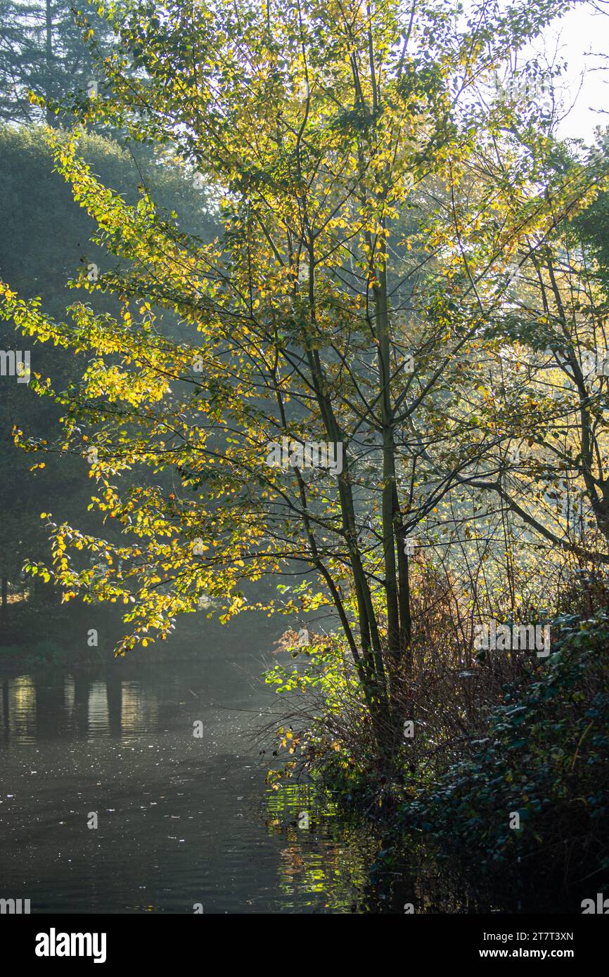 London, UK. 17th Nov, 2023. Chiswick Park in Wintry Sun. Traces of mist ...