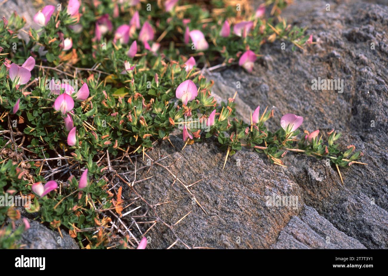 Spiny restharrow (Ononis spinosa) is a medicinal shrub native to Europe ...