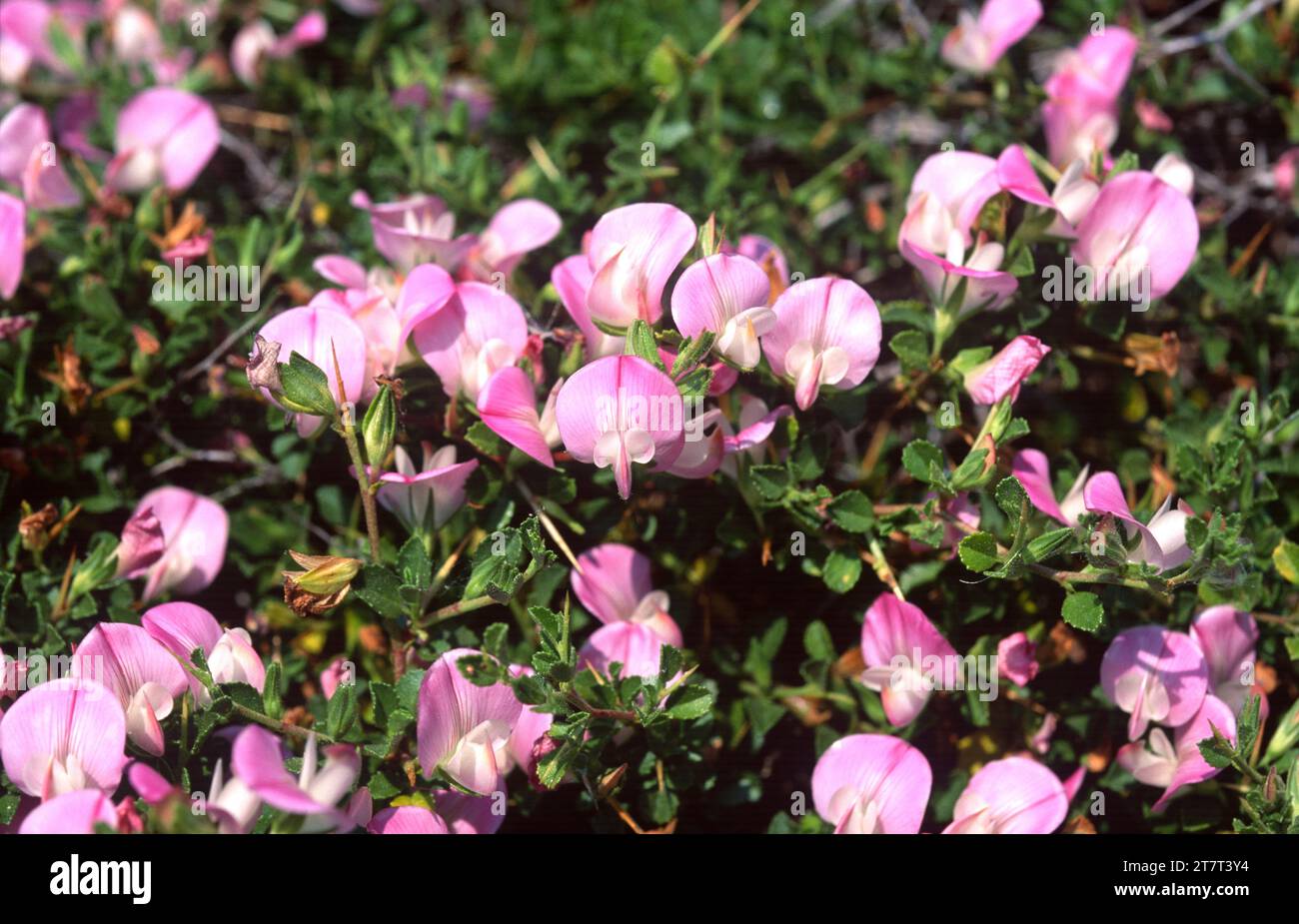 Spiny restharrow (Ononis spinosa) is a medicinal shrub native to Europe ...