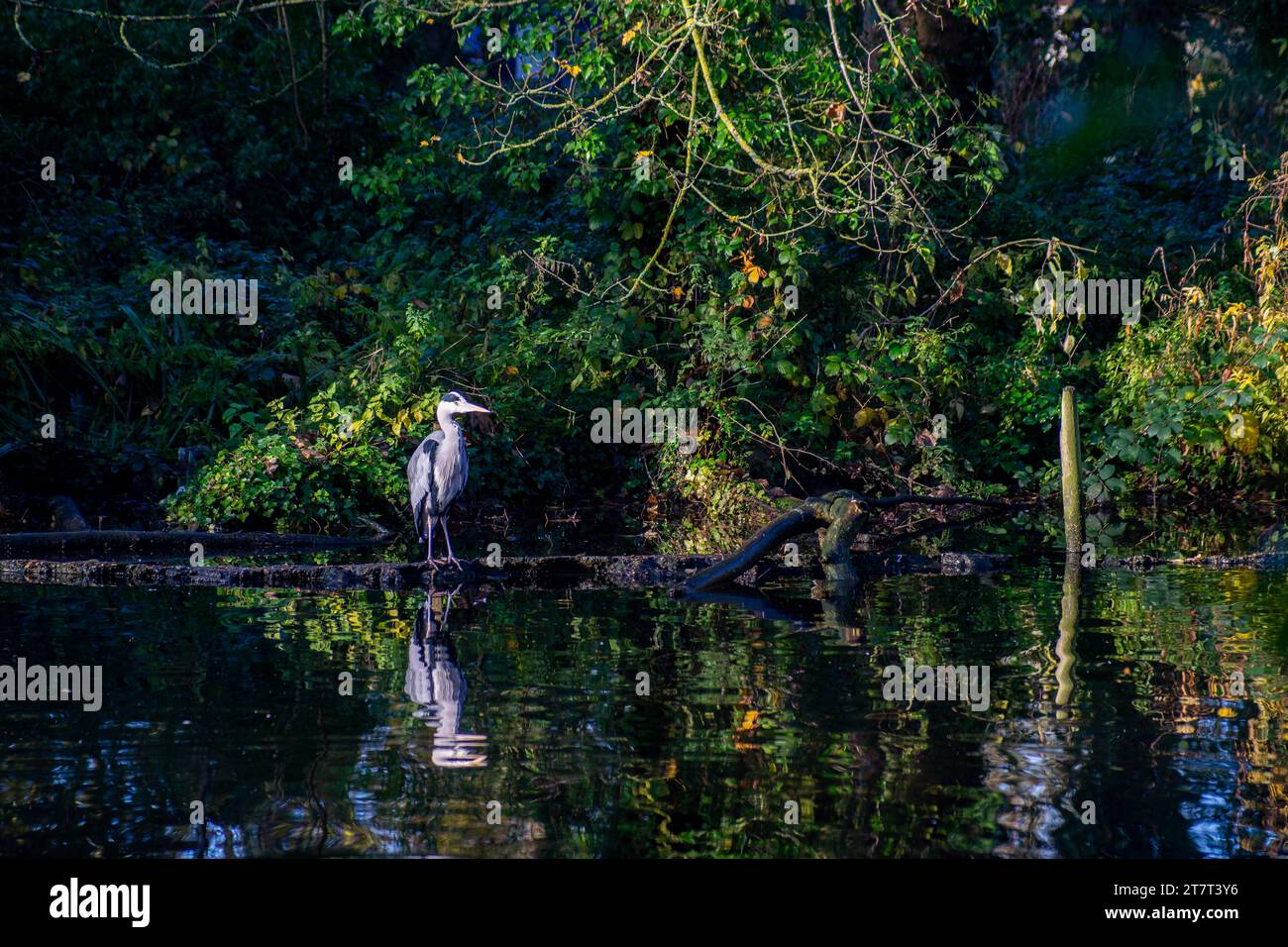 Heron bollo brook hi-res stock photography and images - Alamy