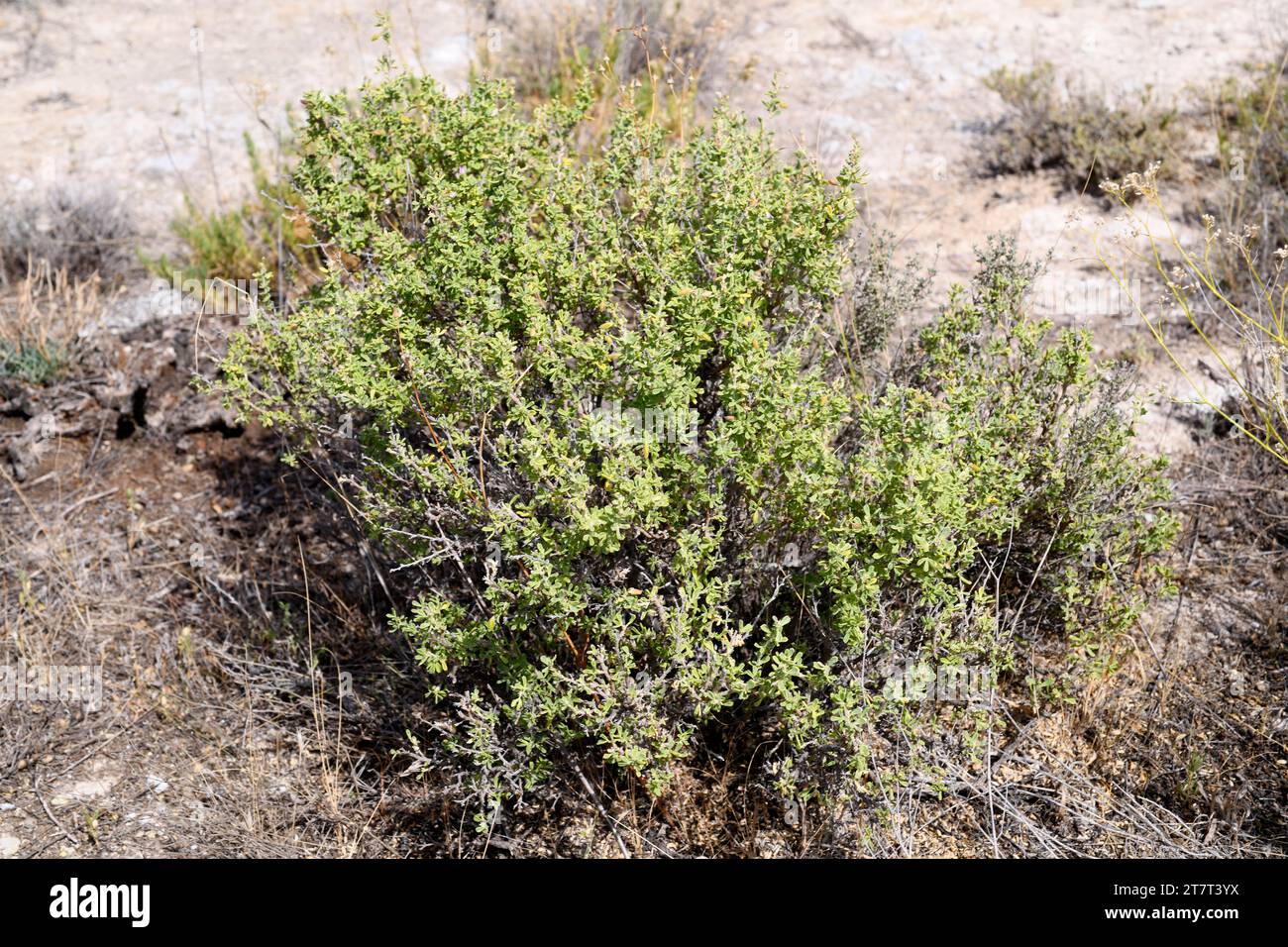 Arnacho (Ononis tridentata) is agypsophile shrub native to eastern ...