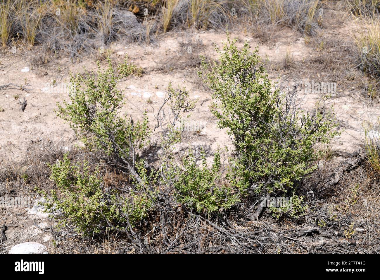 Arnacho (Ononis tridentata) is agypsophile shrub native to eastern ...