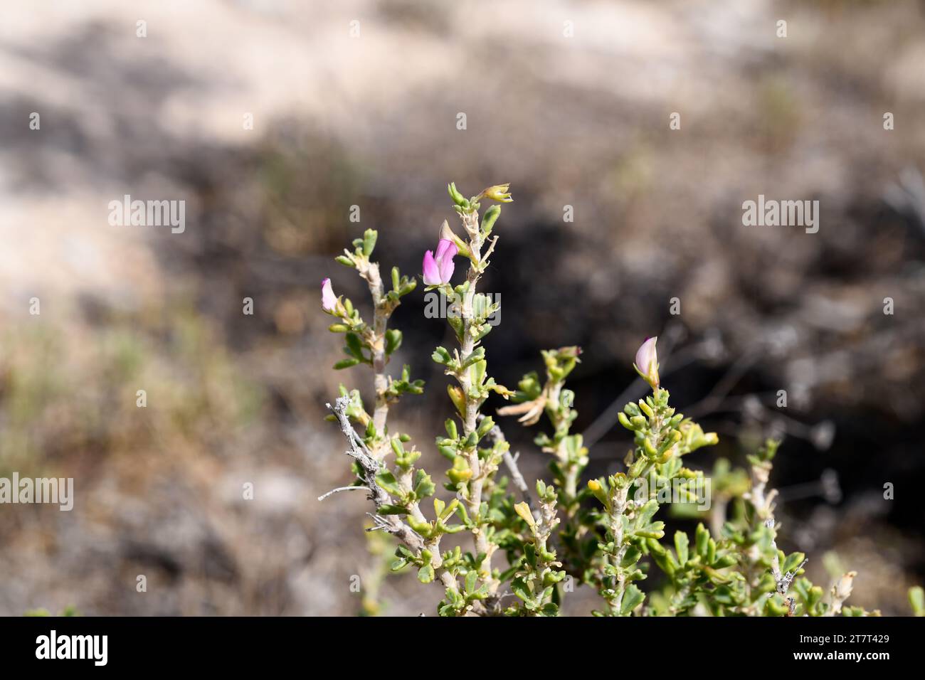 Urrea de gaen hi-res stock photography and images - Alamy