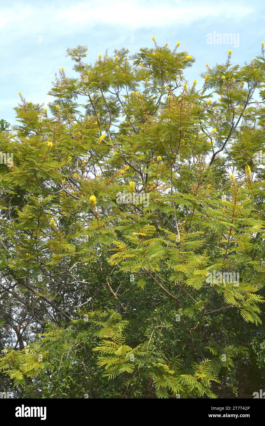 Weeping wattle or african blackwood (Peltophorum africanum) is a ...