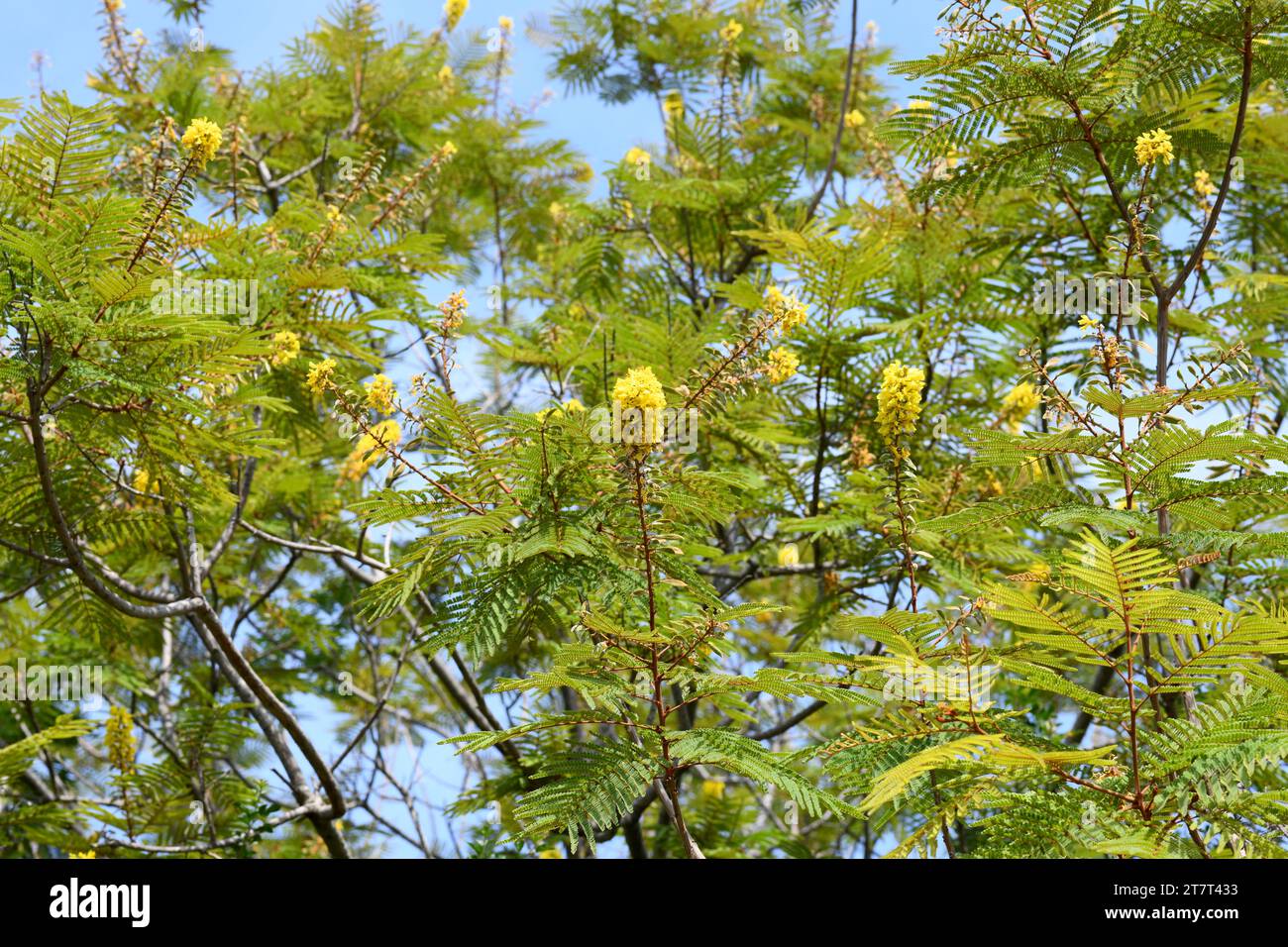 Weeping wattle or african blackwood (Peltophorum africanum) is a ...