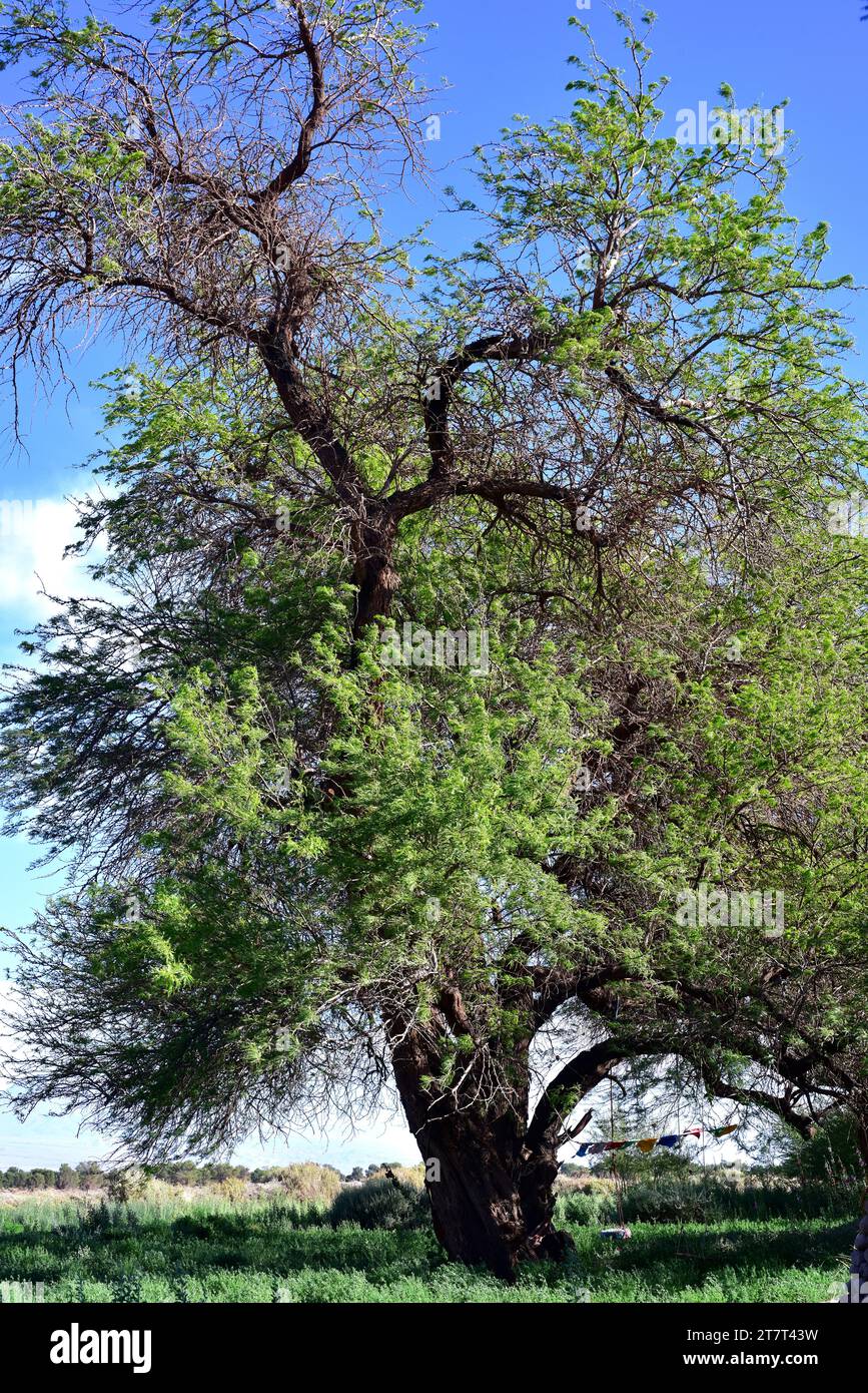 Prosopis chilensis hi-res stock photography and images - Alamy