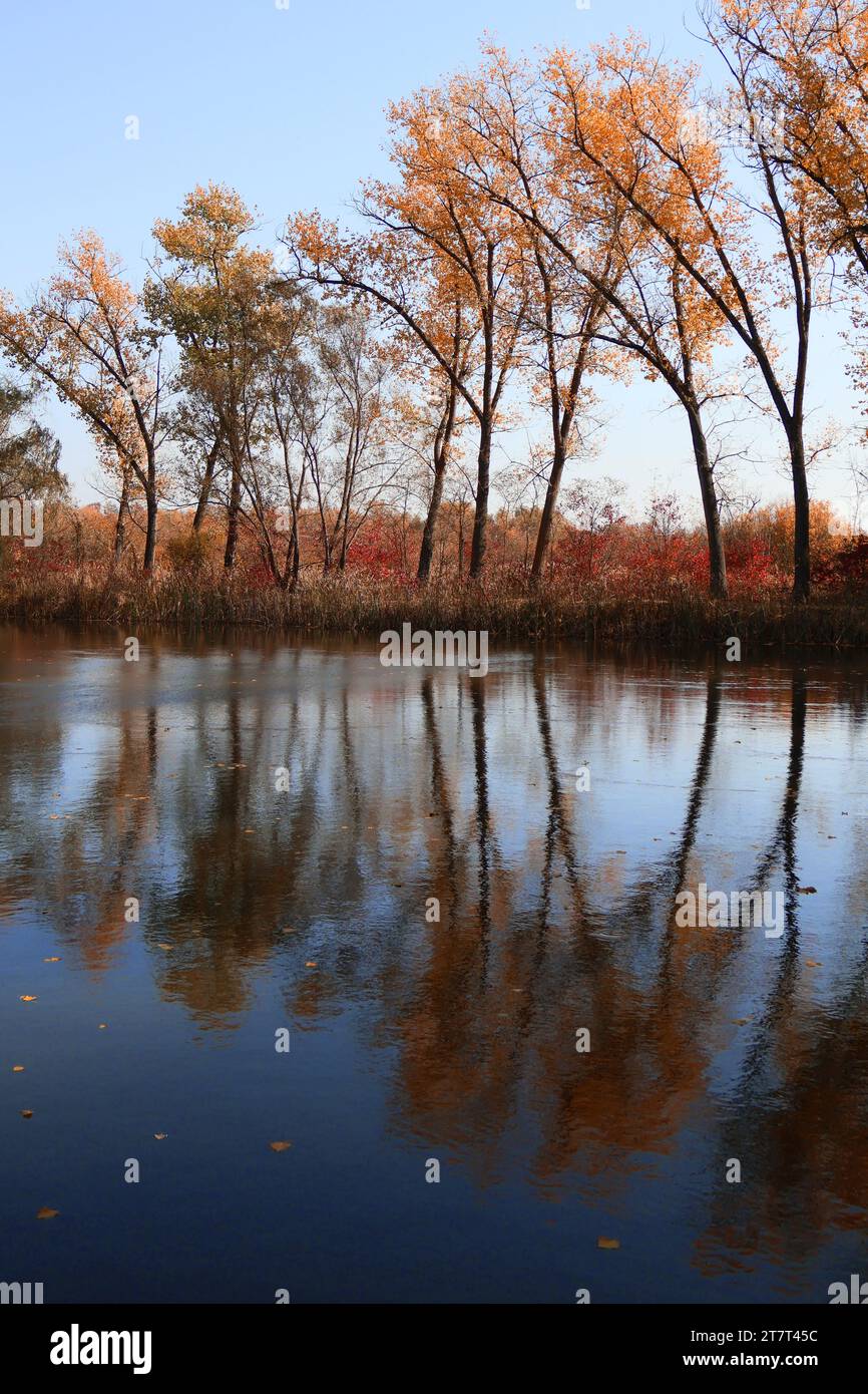 Golden autumn trees near the water Stock Photo - Alamy