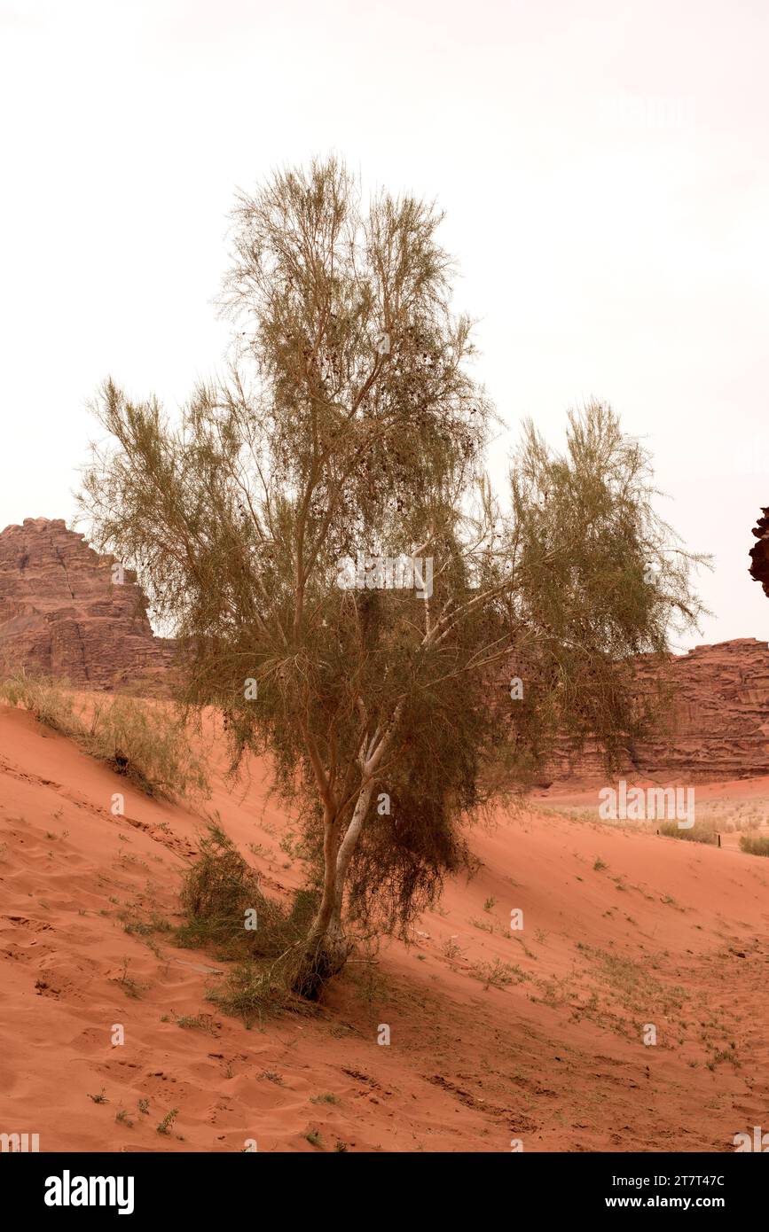 White broom (Retama raetam) is a shrub native to Canary Islands ...