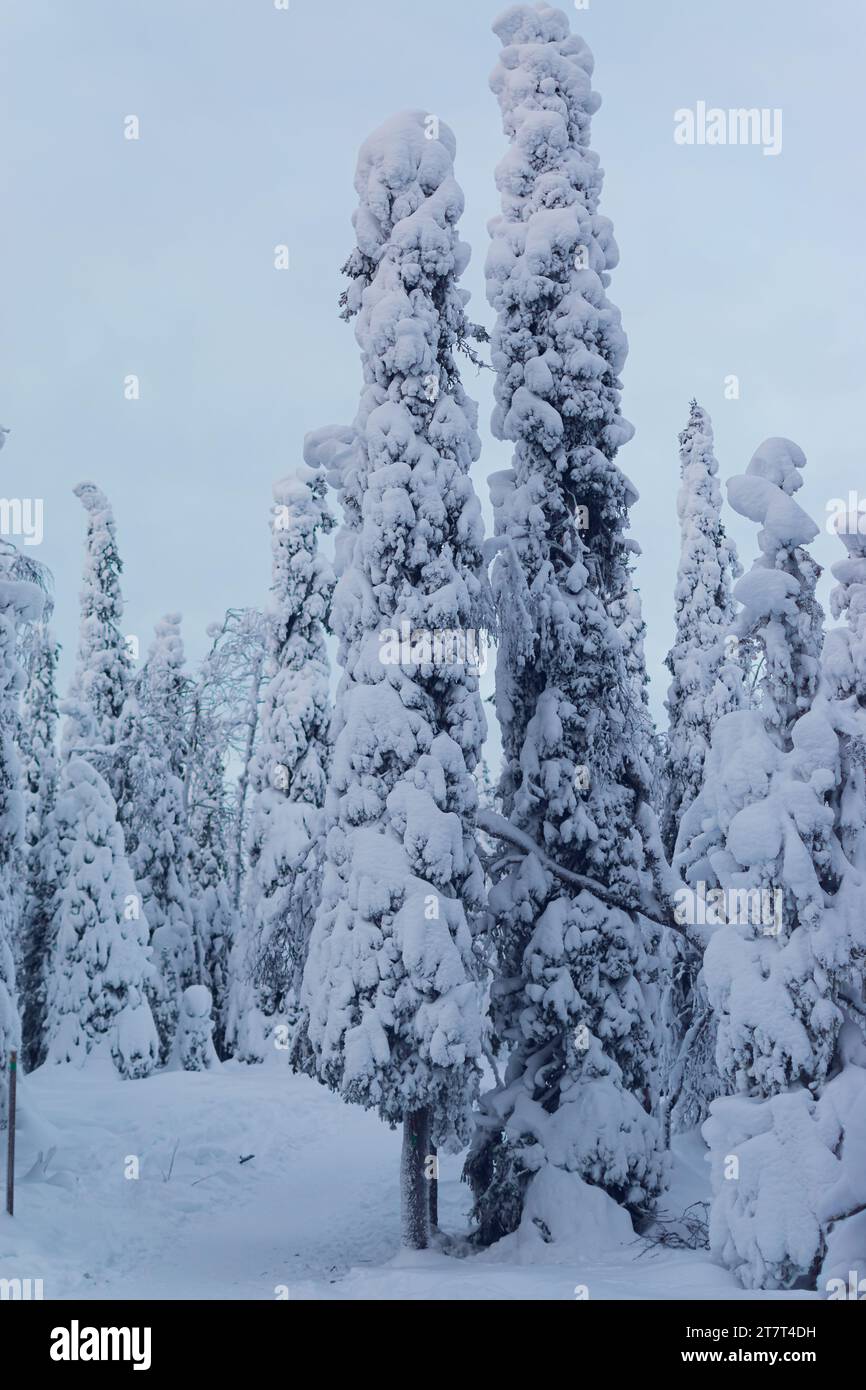 Snow covered trees kuusamo hi-res stock photography and images - Alamy