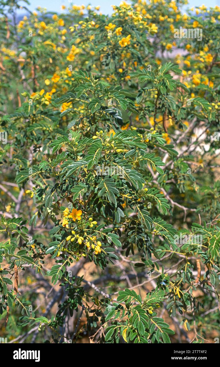 Alcaparra de Chile (Senna cumingii coquimbensis) is a evergreen shrub ...
