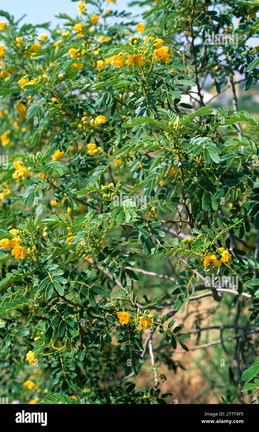 Alcaparra de Chile (Senna cumingii coquimbensis) is a evergreen shrub ...