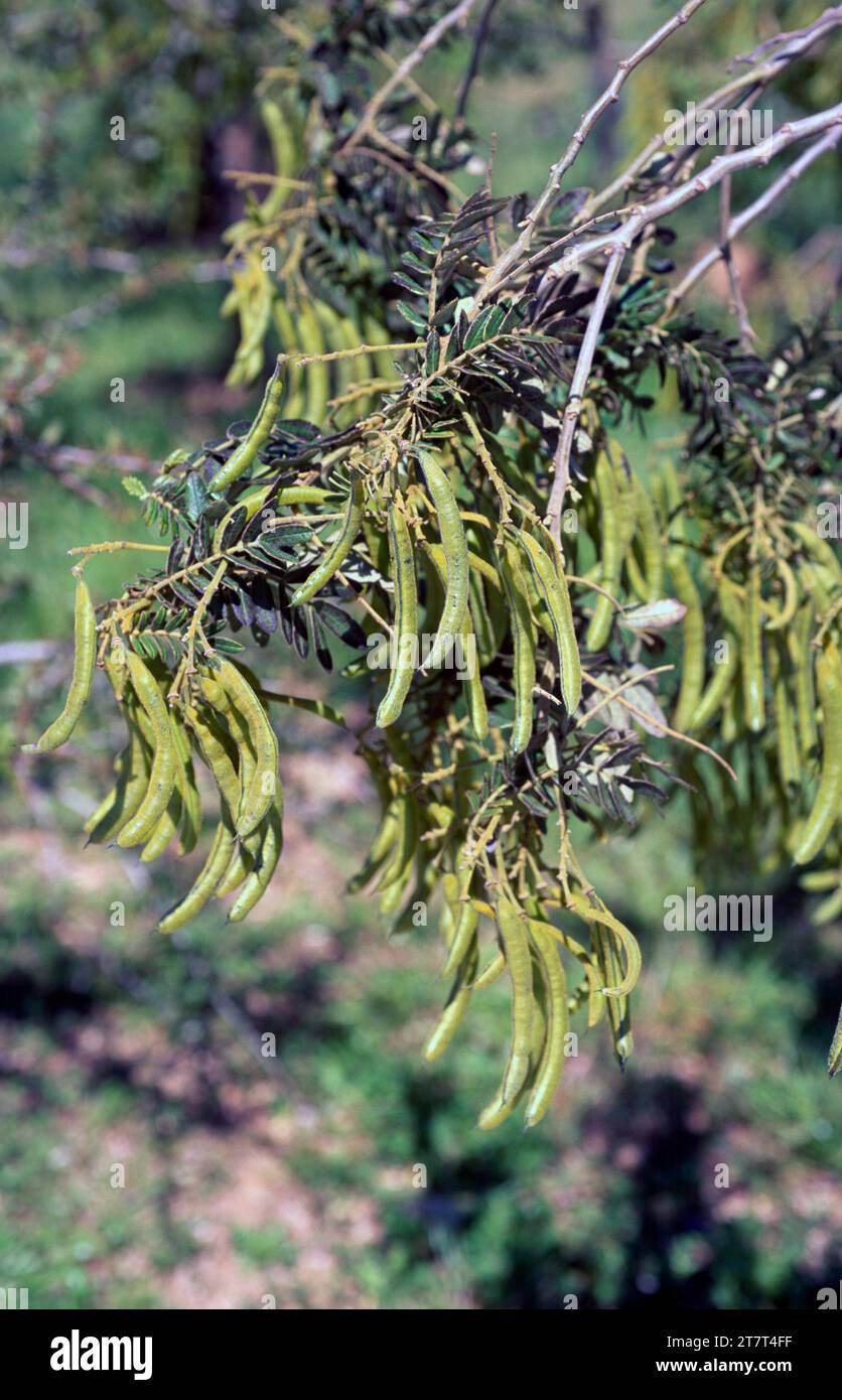 Buttercup bush or glandular senna (Senna multiglandulosa) is a shrub ...
