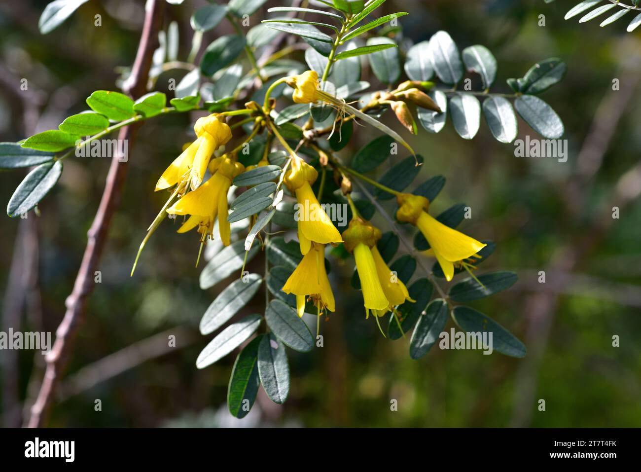 Mayo or mayu (Sophora macrocarpa) is an evergreen shrub or small tree ...