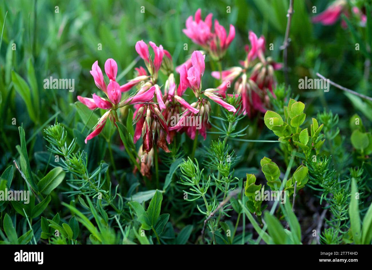 Alpine clover (Trifolium alpinum) is a perennial herb native to ...