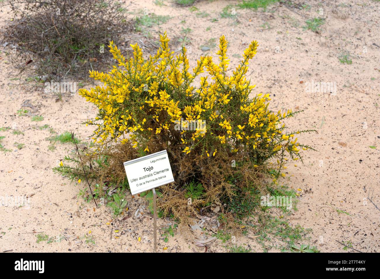 Aulaga morisca or tojo (Ulex australis) Is a spiny shrub endemic to ...