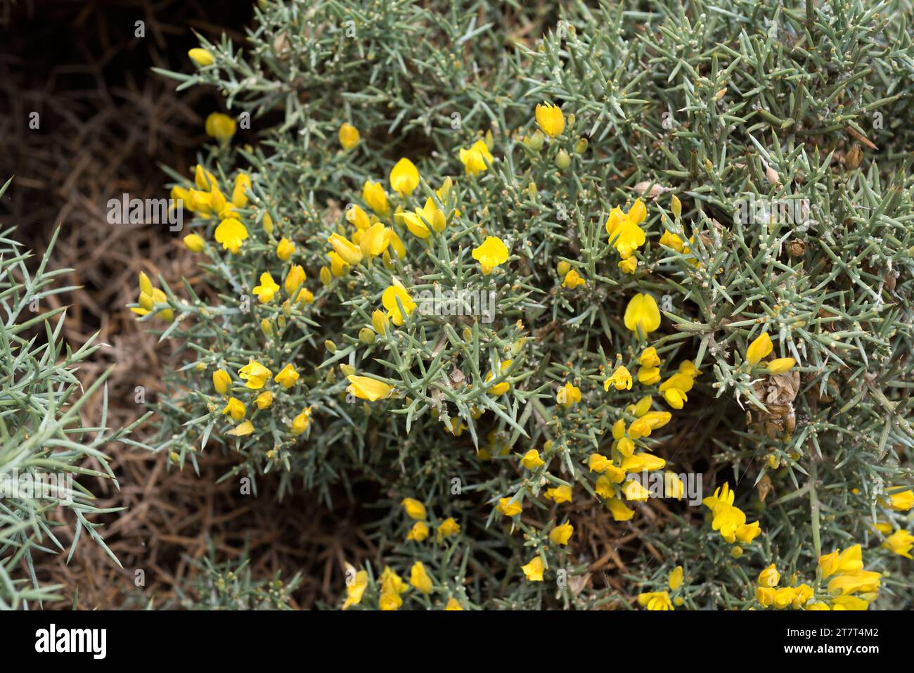 Aulaga mora or aulaga morisca (Ulex canescens) is an endangered spiny ...