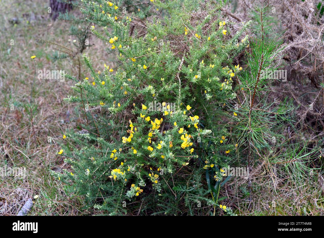 Gorse (Ulex europaeus) is a spiny shrub native to western Europe ...