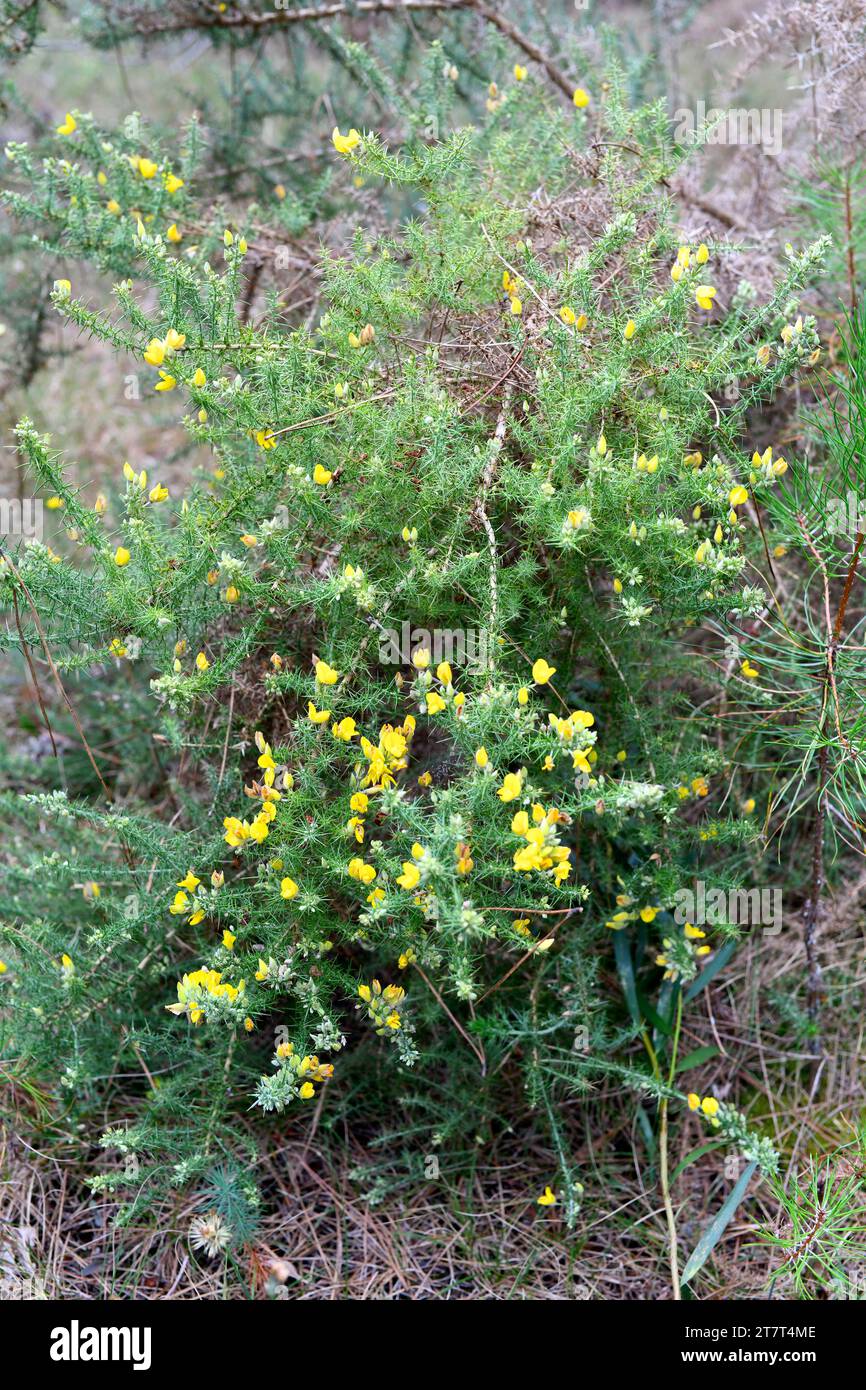 Gorse (Ulex europaeus) is a spiny shrub native to western Europe ...