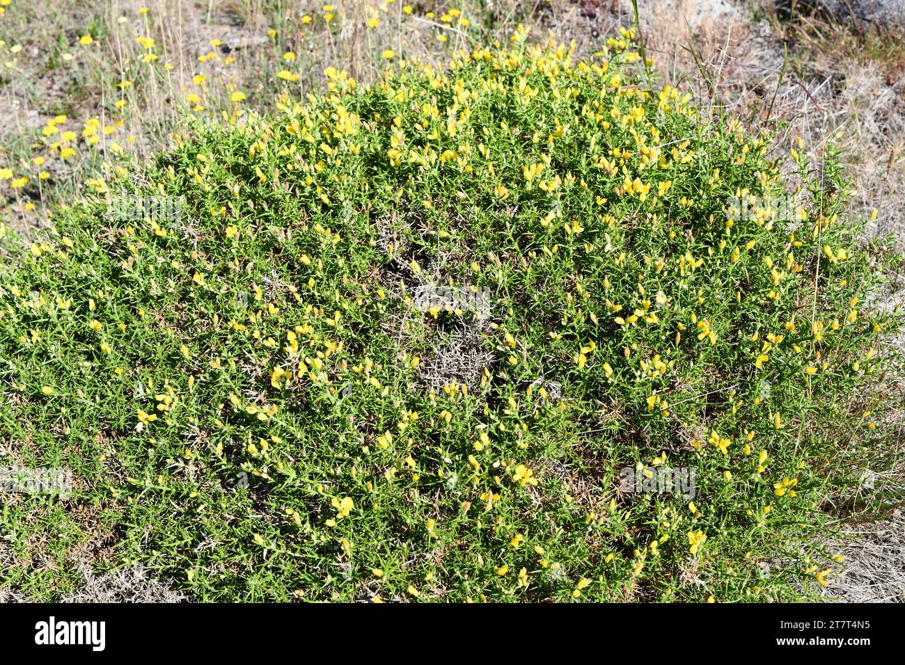 Gorse (Ulex europaeus latebracteatus) is a spiny shrub native to ...