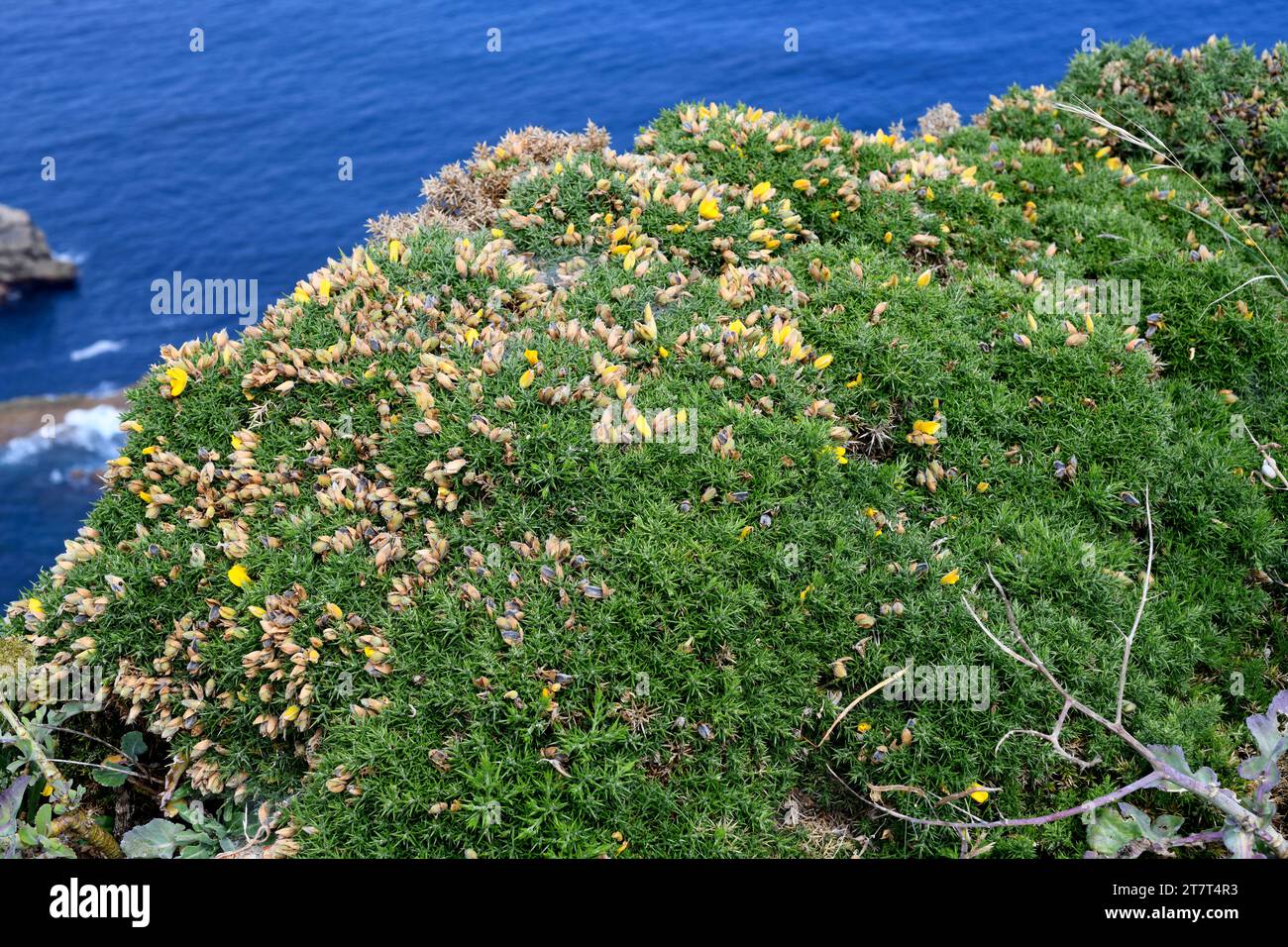 Gorse (Ulex europaeus maritimus) is a spiny shrub native to western ...