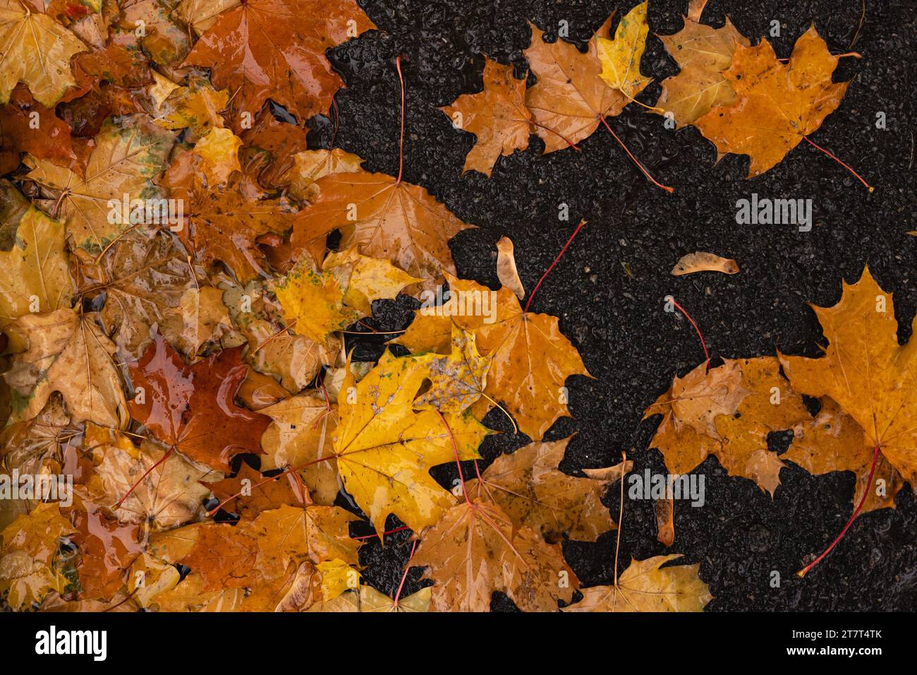 Asphalt leaves hi-res stock photography and images - Alamy