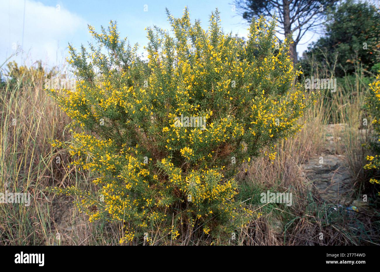 Aulaga morisca hi-res stock photography and images - Alamy