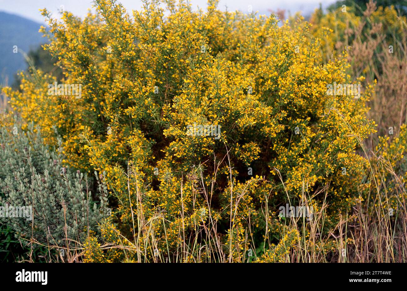 Aulaga morisca hi-res stock photography and images - Alamy