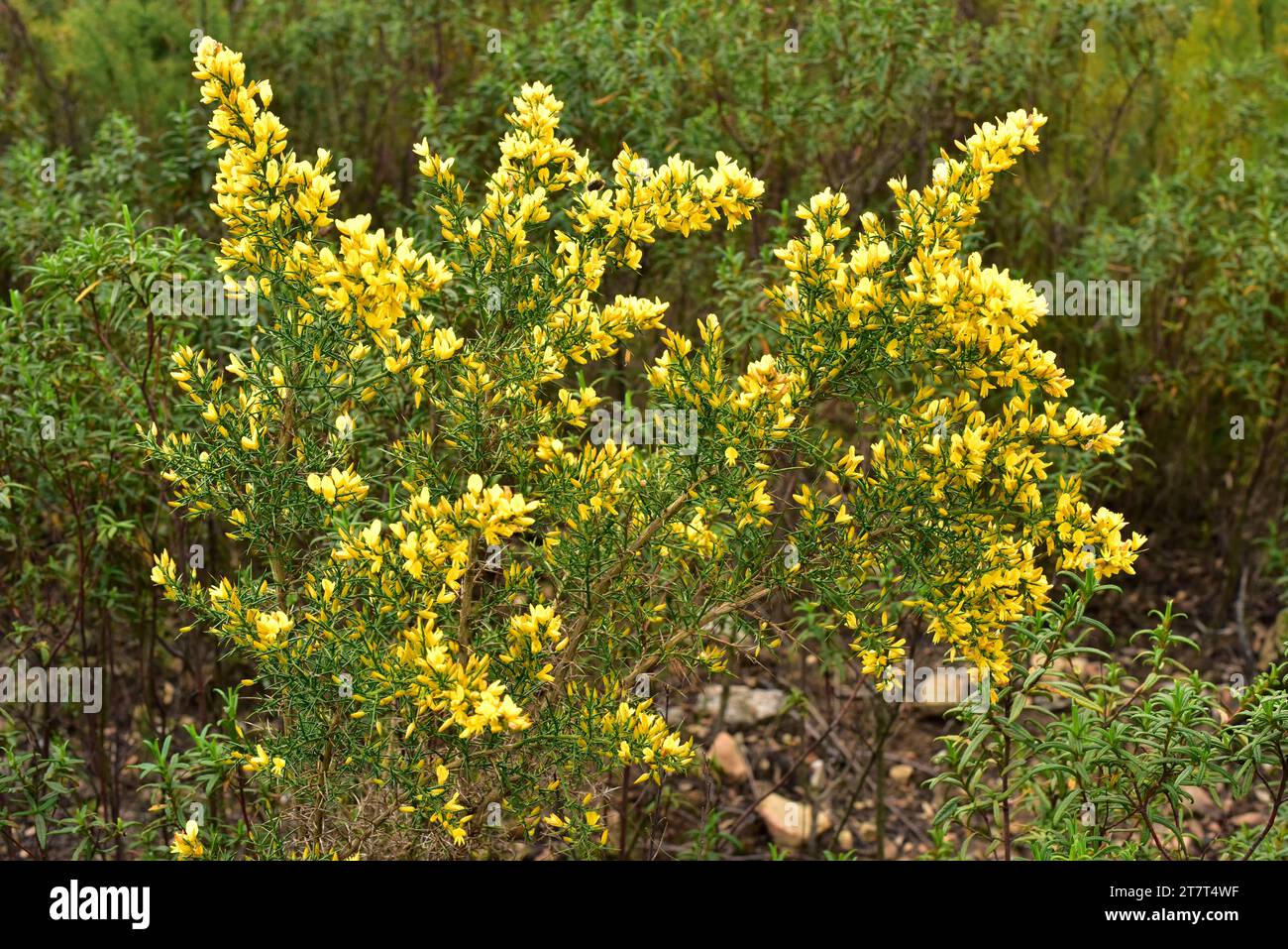 Aulaga morisca (Ulex parviflorus) is aspiny shrub native to western ...