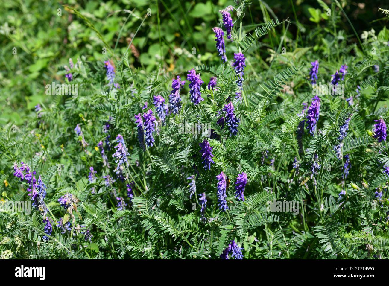 Bird vetch (Vicia cracca) is a perennial herb native to Eurasia and ...