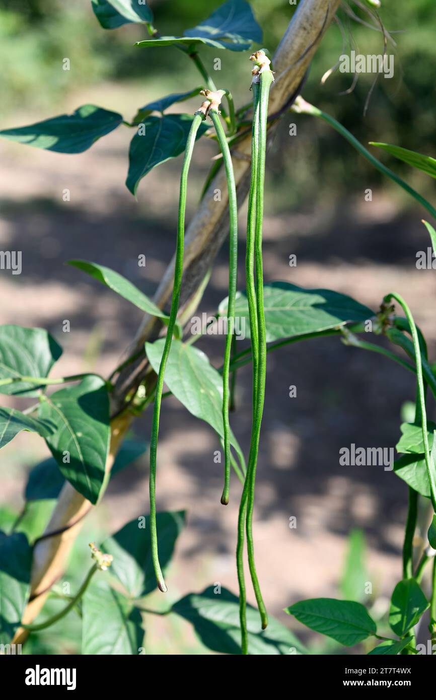 Vigna anguiculata hi-res stock photography and images - Alamy