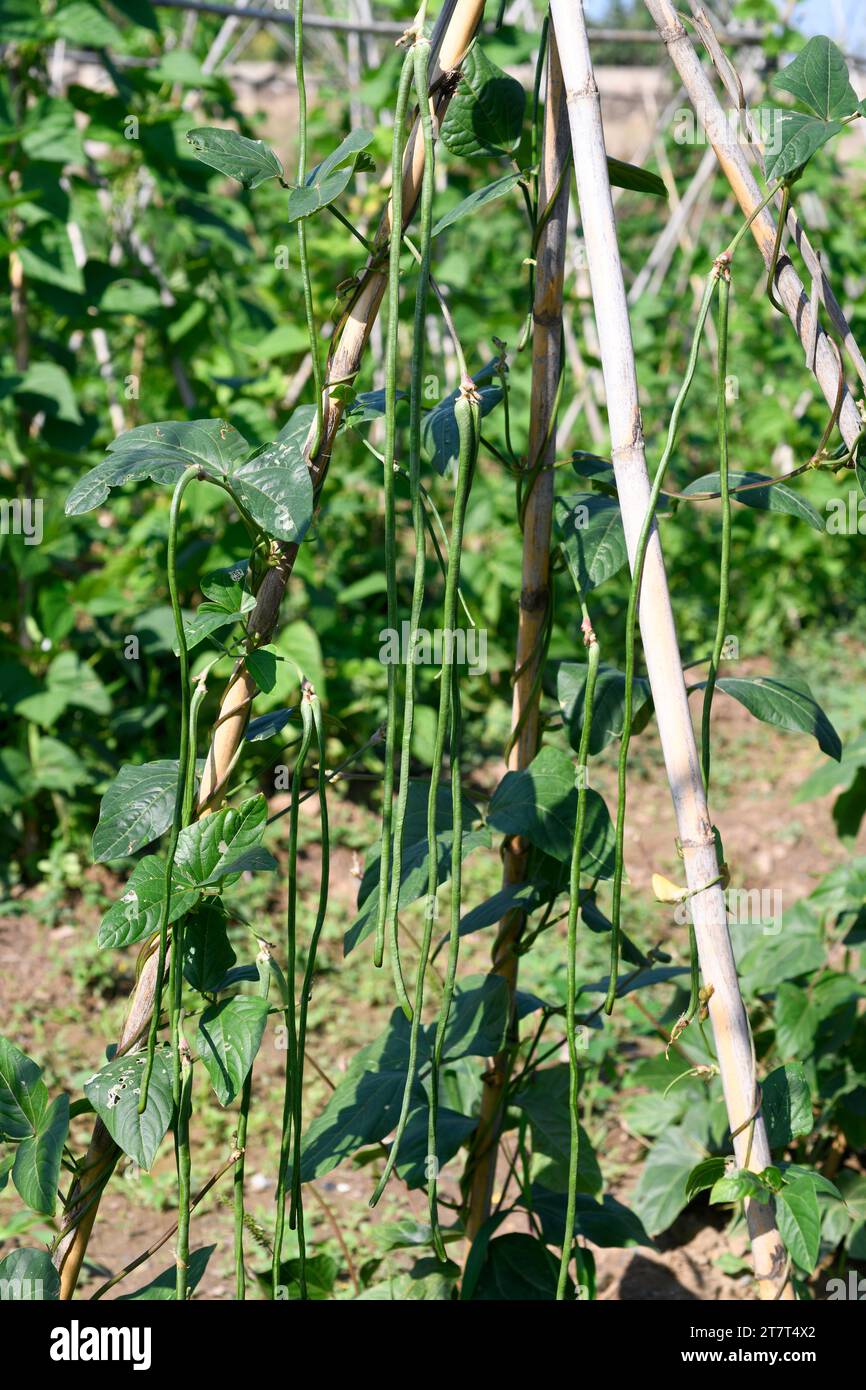 Asparagus bean or Chinese long bean (Vigna unguiculata sesquipedalis ...