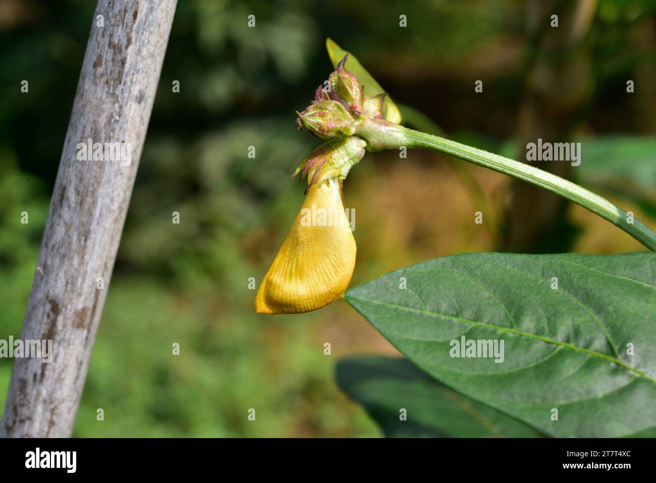 Vigna anguiculata hi-res stock photography and images - Alamy