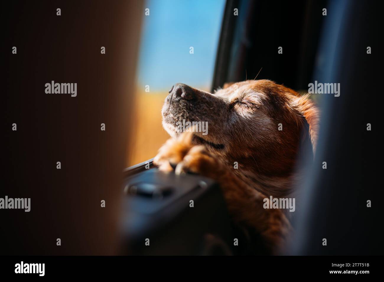 Dog resting head on window with eyes closed Stock Photo - Alamy