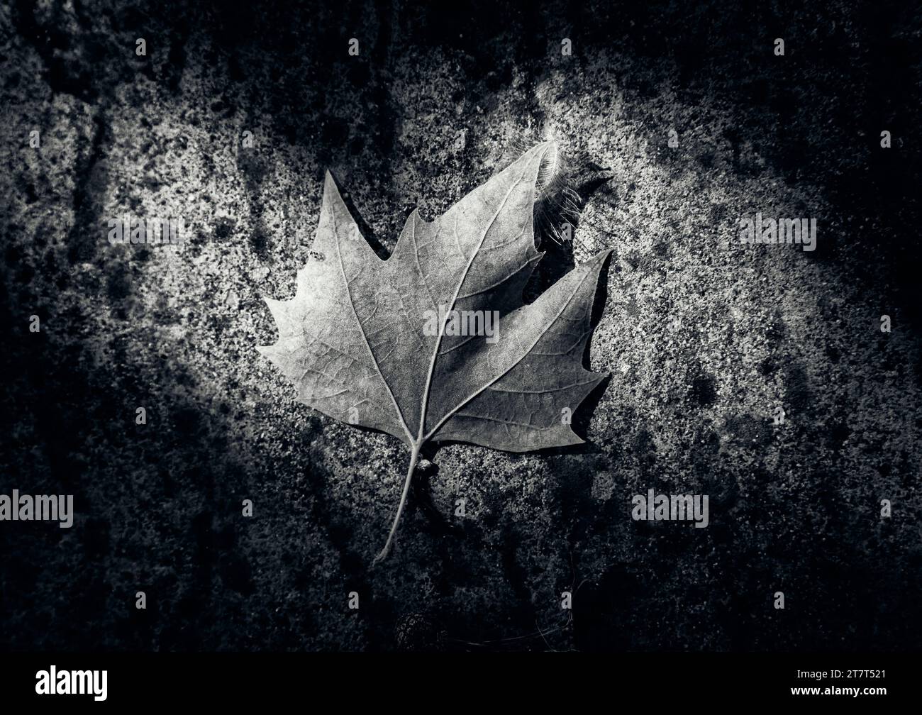 Ecological dying aged hi-res stock photography and images - Alamy