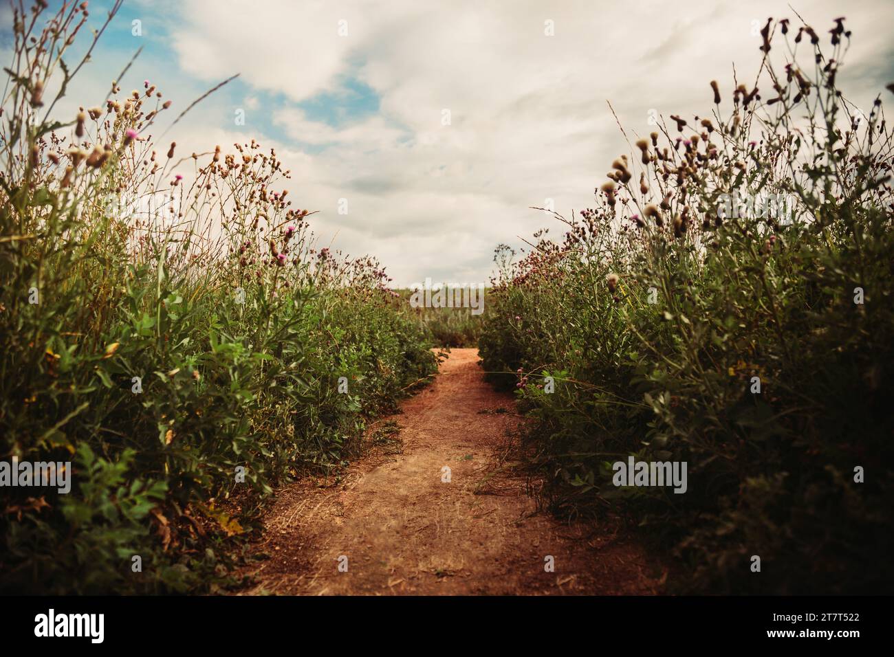 Field path blue sky hi-res stock photography and images - Alamy