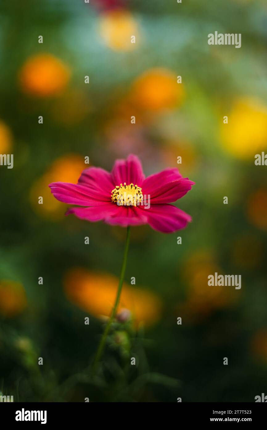 Pink Cosmo flower in garden Stock Photo - Alamy