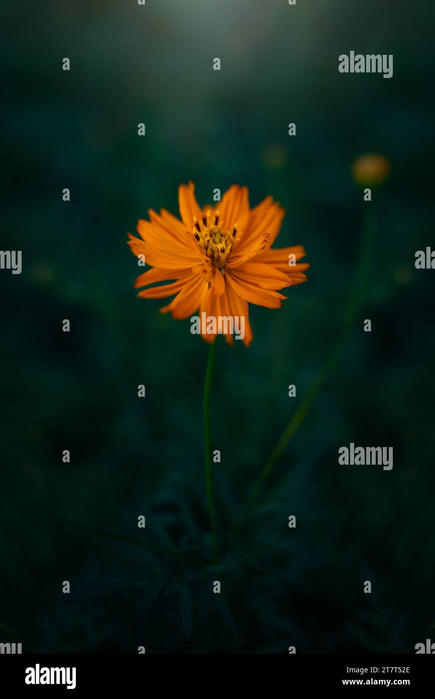 Orange Cosmo Flower Spring High Quality Stock Photo - Alamy