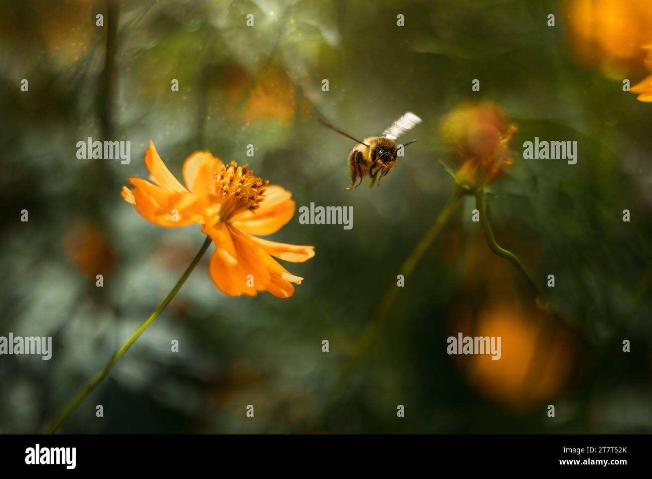 Bee in flight with Orange flower Stock Photo - Alamy