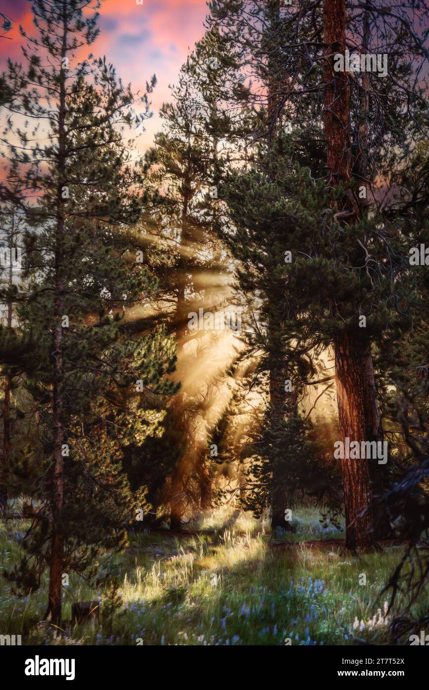 Pine trees in wildflower field with sun flare Stock Photo - Alamy