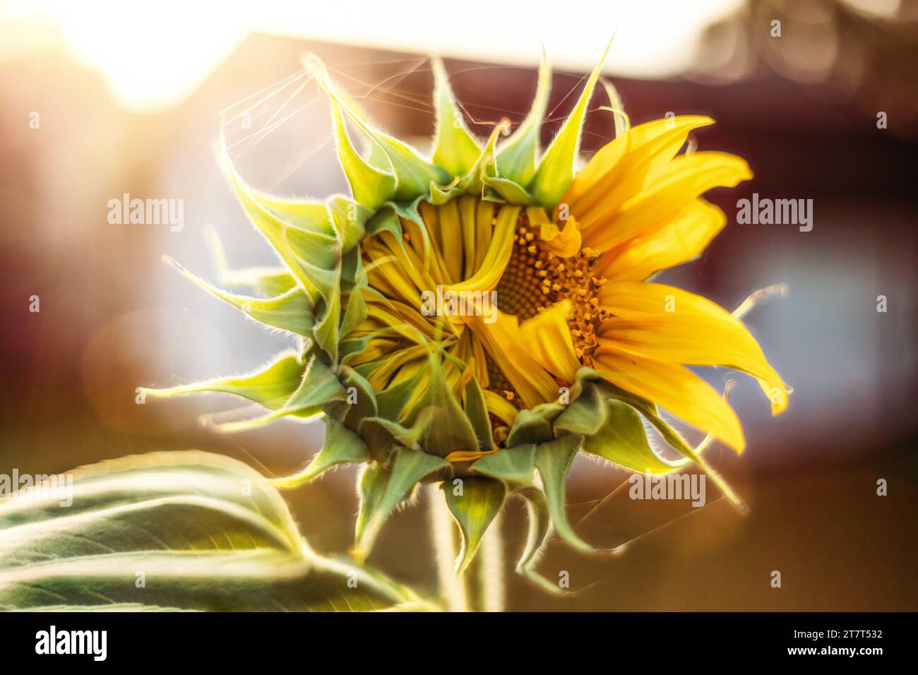 Sunflower with spiderwebs in backlight Stock Photo - Alamy