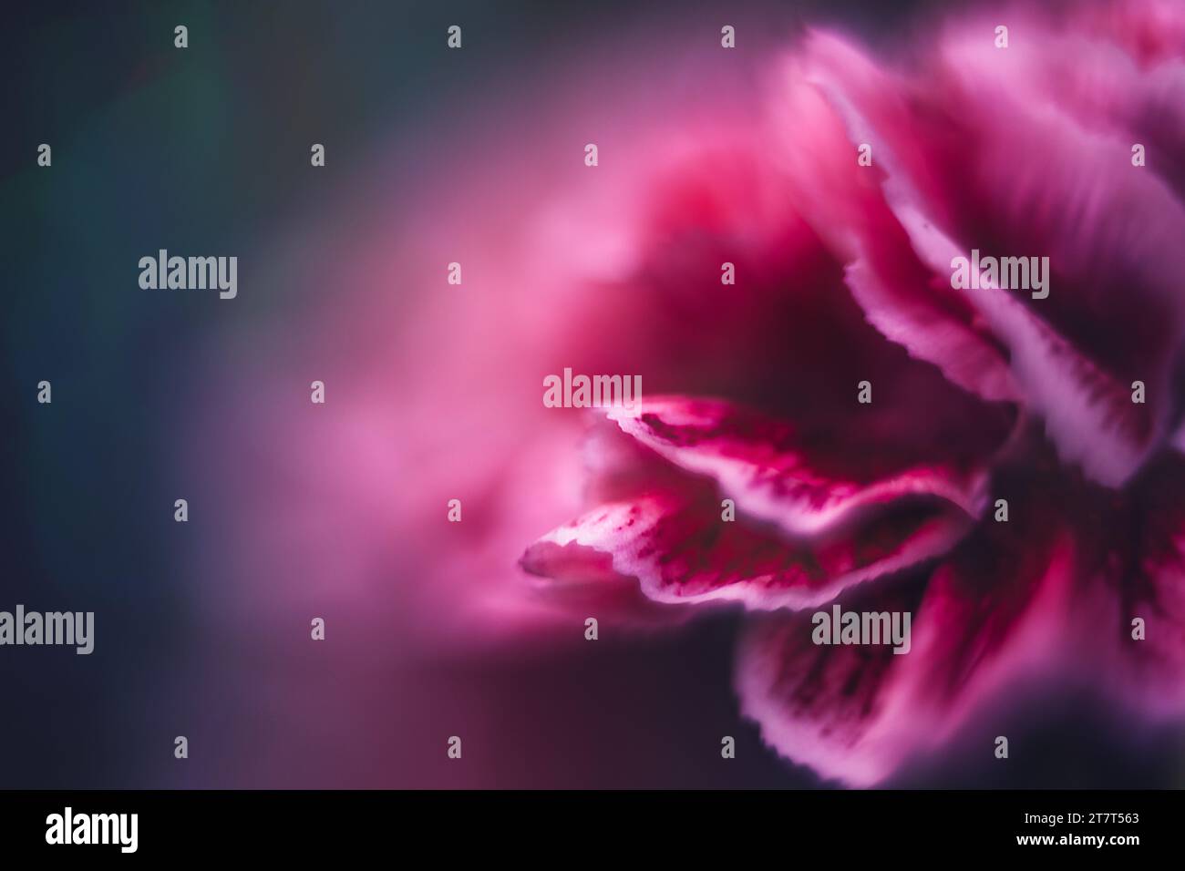 Closeup blooming dark pink hi-res stock photography and images - Alamy