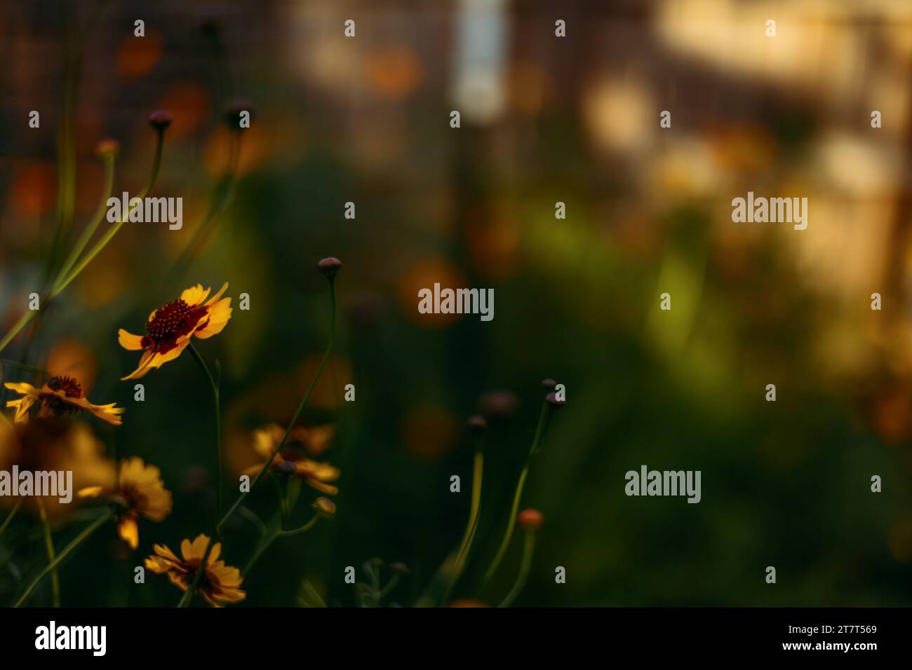 Backlight flower hi-res stock photography and images - Alamy