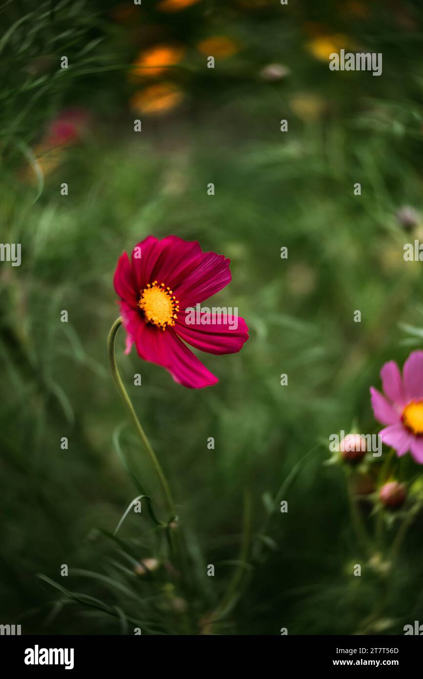 Pink flower blowing in hi-res stock photography and images - Alamy