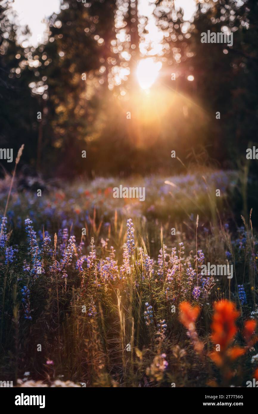 Wildflower field sunset hi-res stock photography and images - Alamy